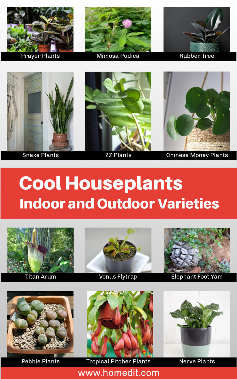 Cool Plants to Create Your Own Unique House Paradise